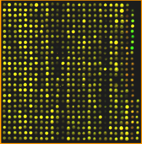 Array CGH for Dummies – Manuel Corpas